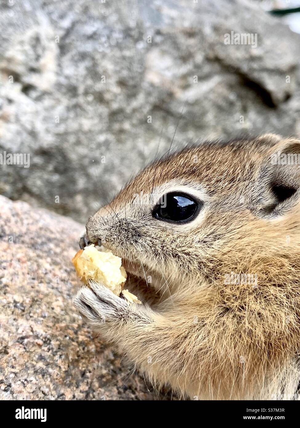 Chipmunk eating hi-res stock photography and images - Alamy