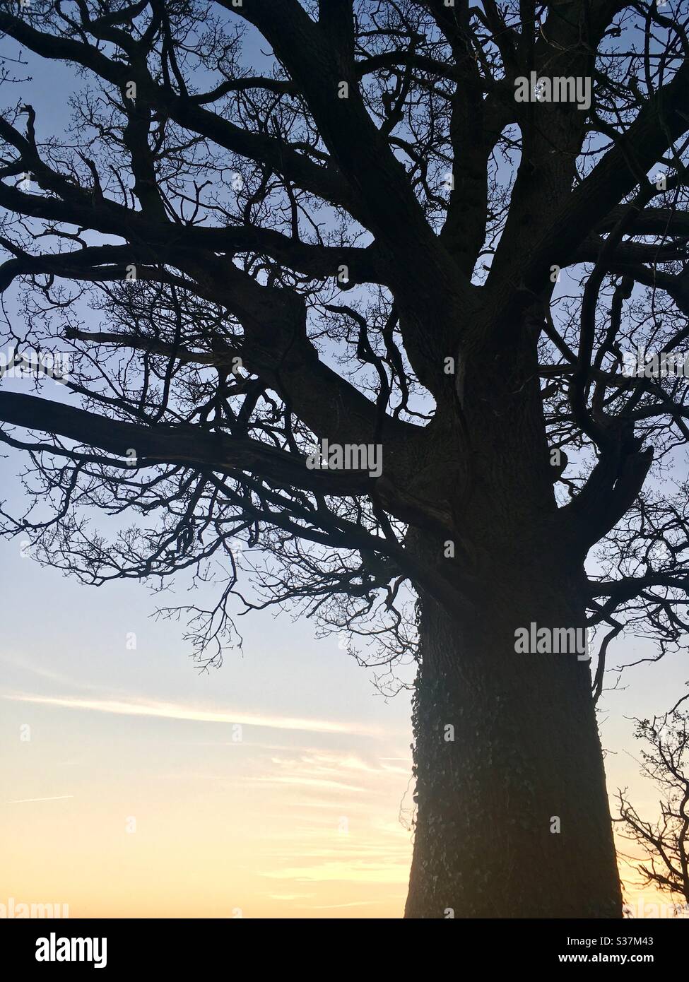 Old tree silhouette hi-res stock photography and images - Alamy