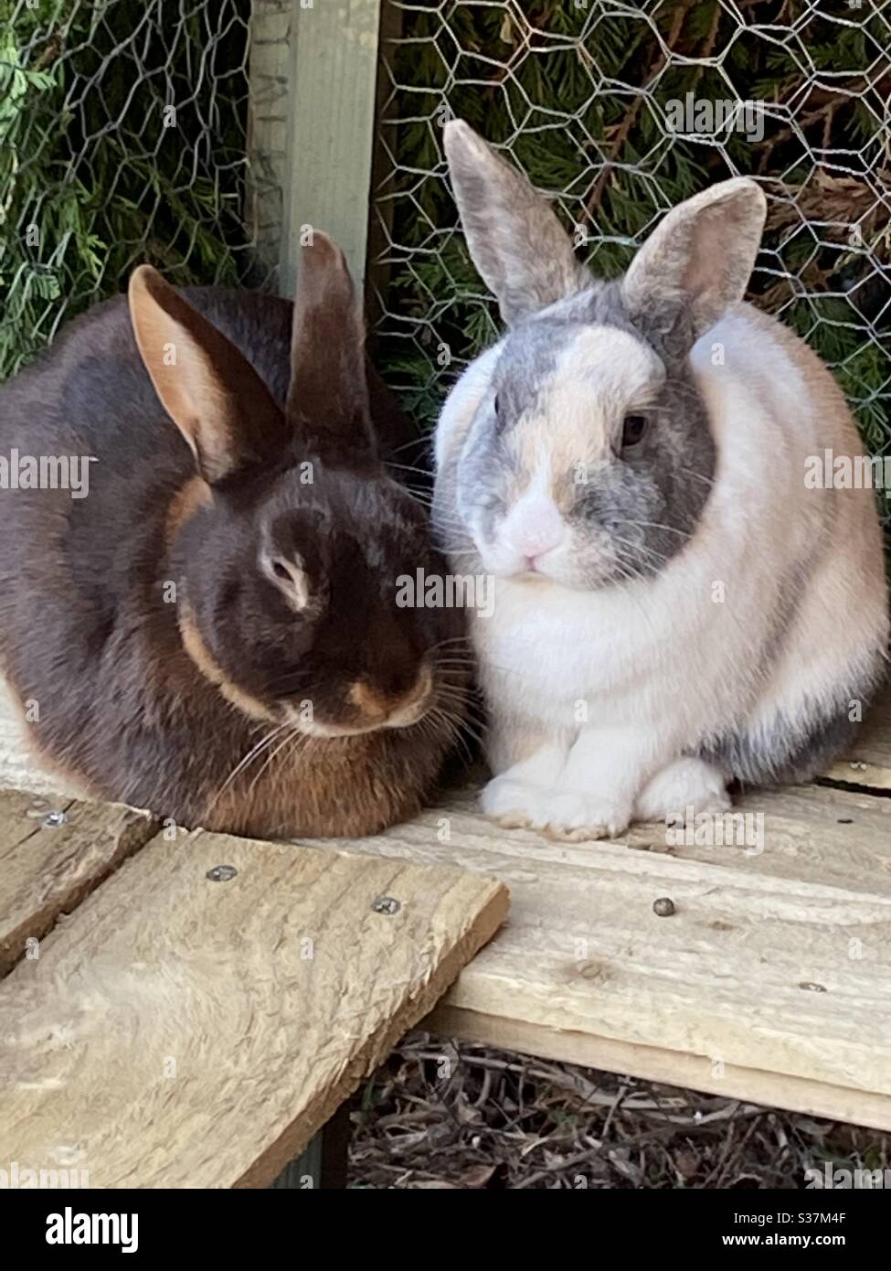 Cute rabbits hi-res stock photography and images - Alamy