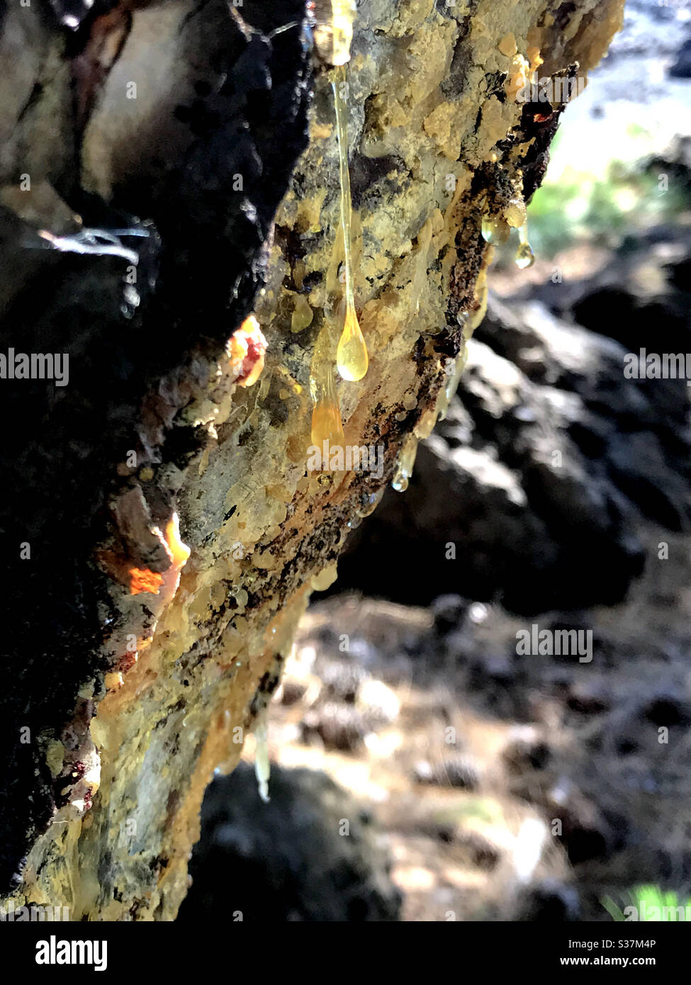 Pine resin tree trunk hi-res stock photography and images - Alamy