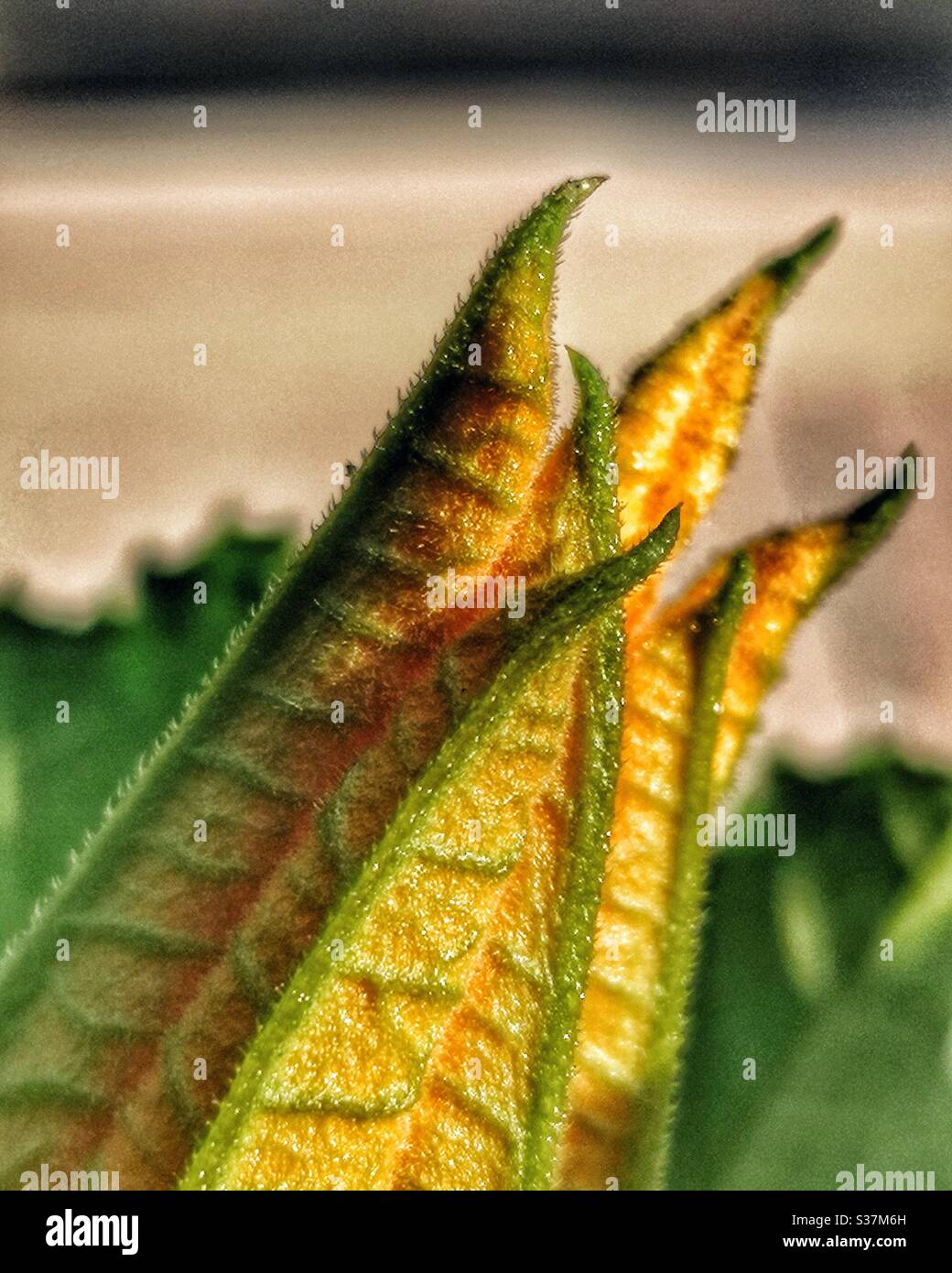 Leaves of courgette plant Stock Photo - Alamy