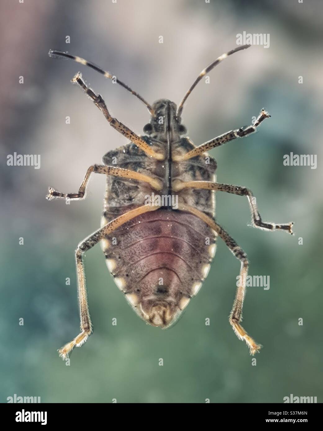 Cockroach underside hi-res stock photography and images - Alamy