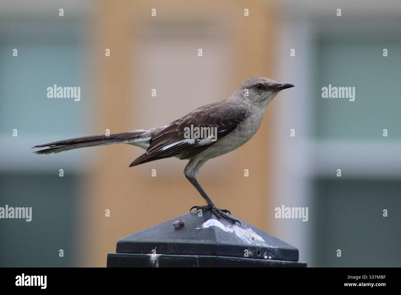 Doing the doo hi-res stock photography and images - Alamy