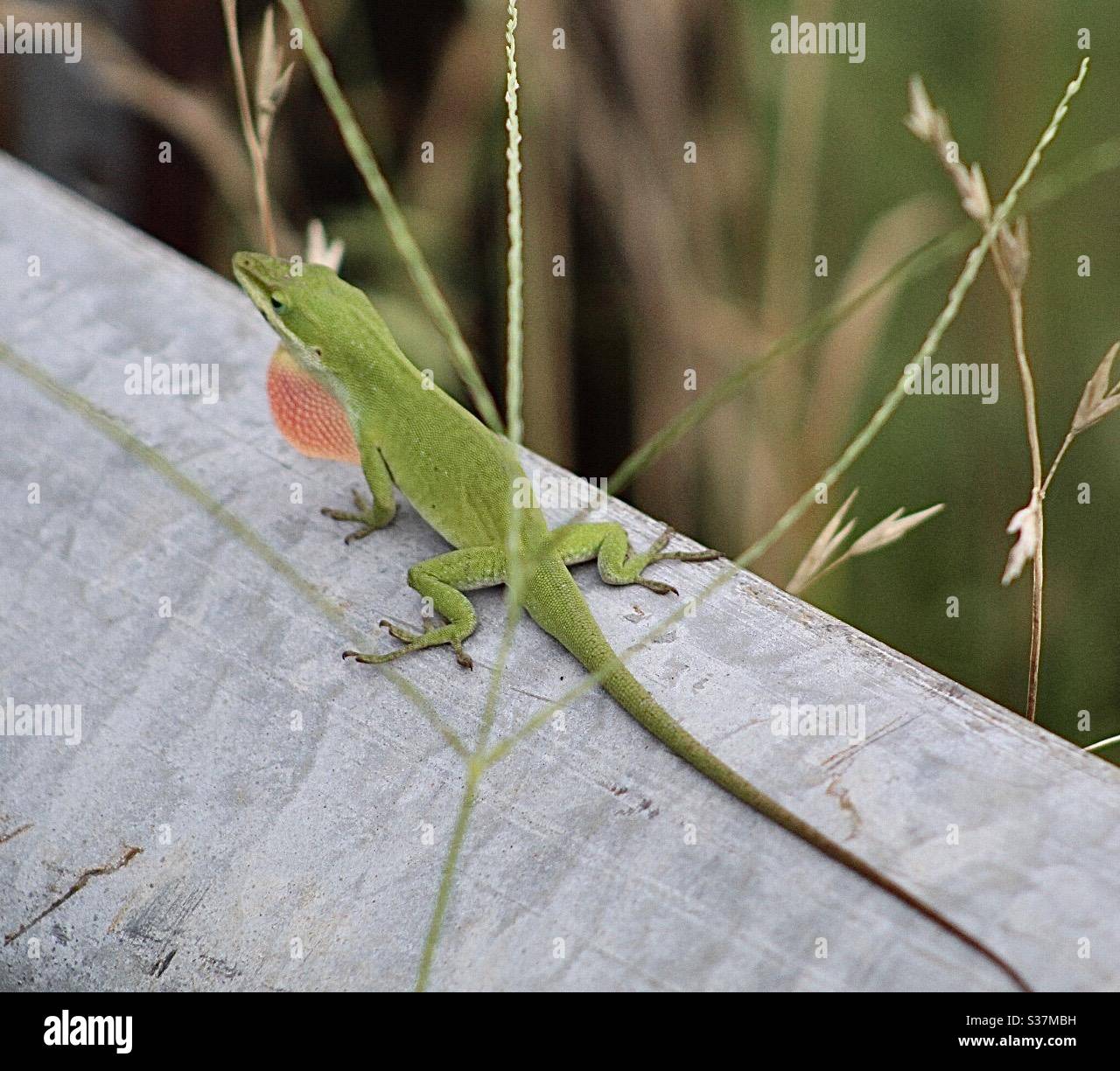 Chewing Lizard High Resolution Stock Photography and Images - Alamy