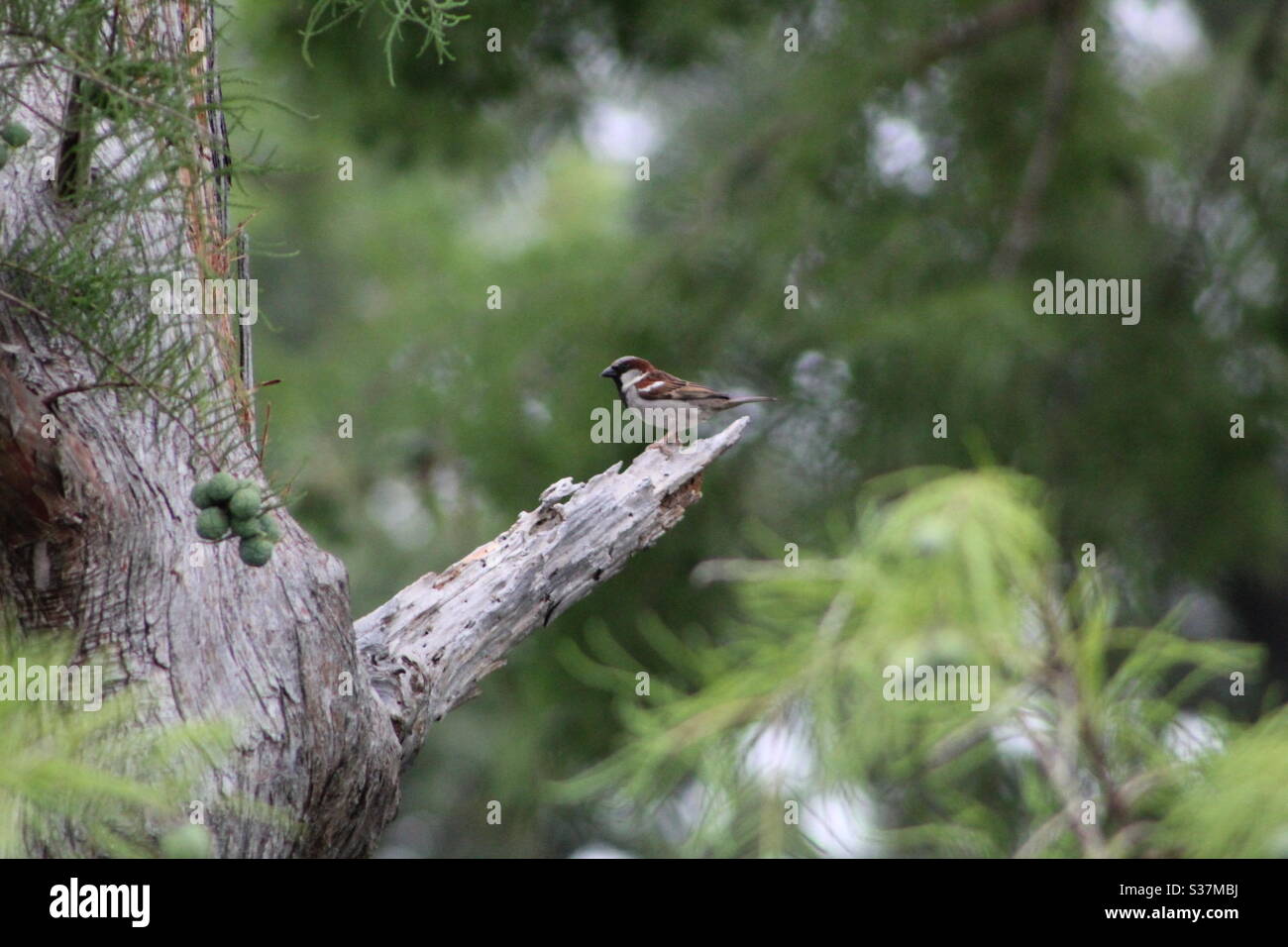 Out on a limb hi-res stock photography and images - Alamy