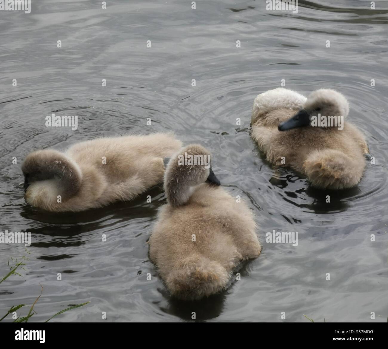 Baby swans swimming hi-res stock photography and images - Alamy