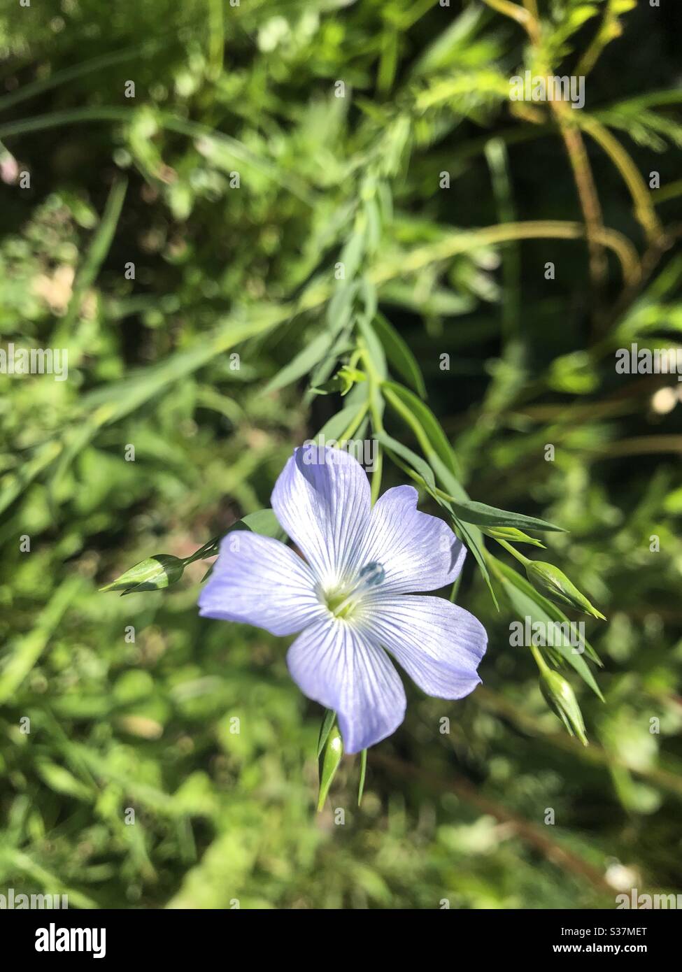 Flaxseed flower hi-res stock photography and images - Alamy