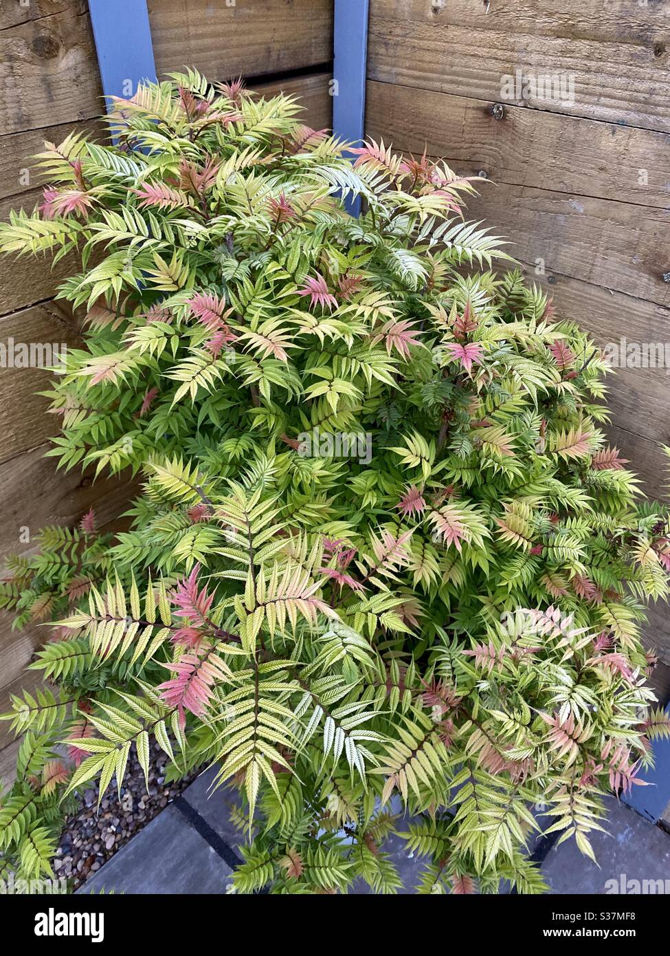 False spirea hi-res stock photography and images - Alamy