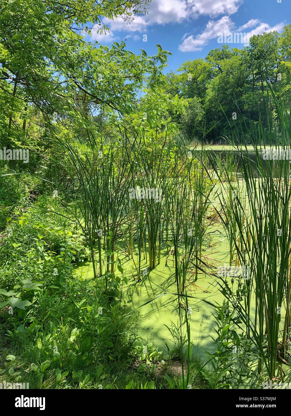 The lushness of nature Stock Photo - Alamy