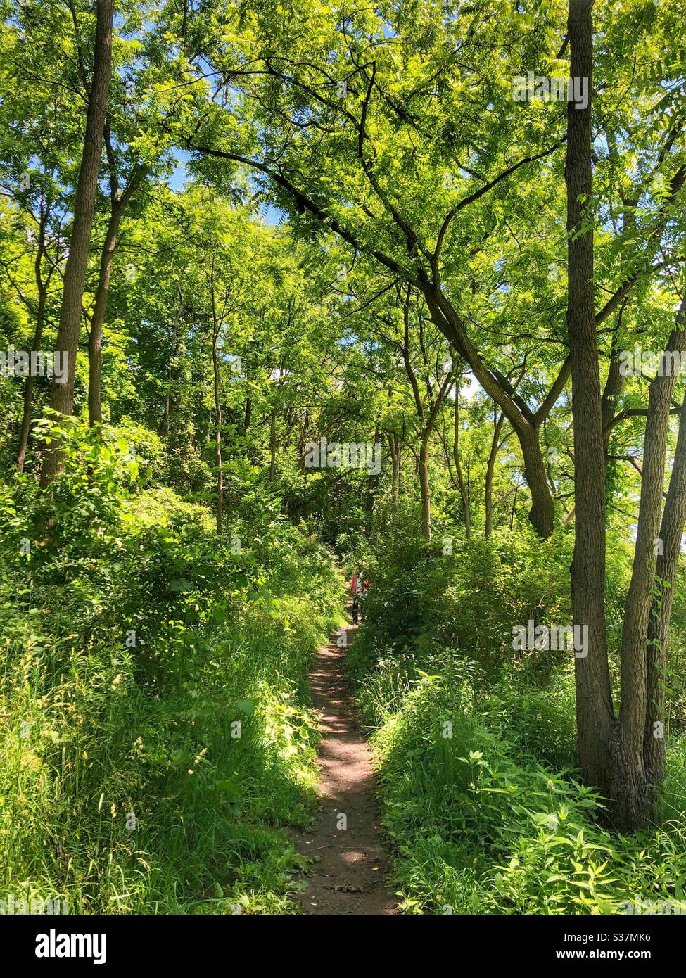 A narrow path in the woods Stock Photo - Alamy