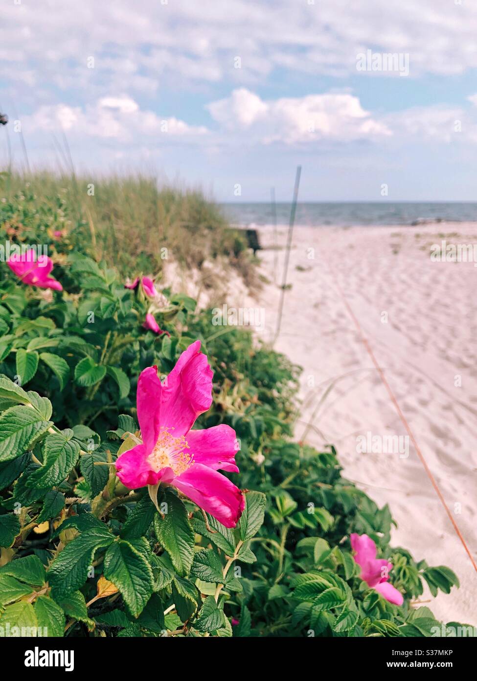 Pink flowers at the beach hi-res stock photography and images - Alamy