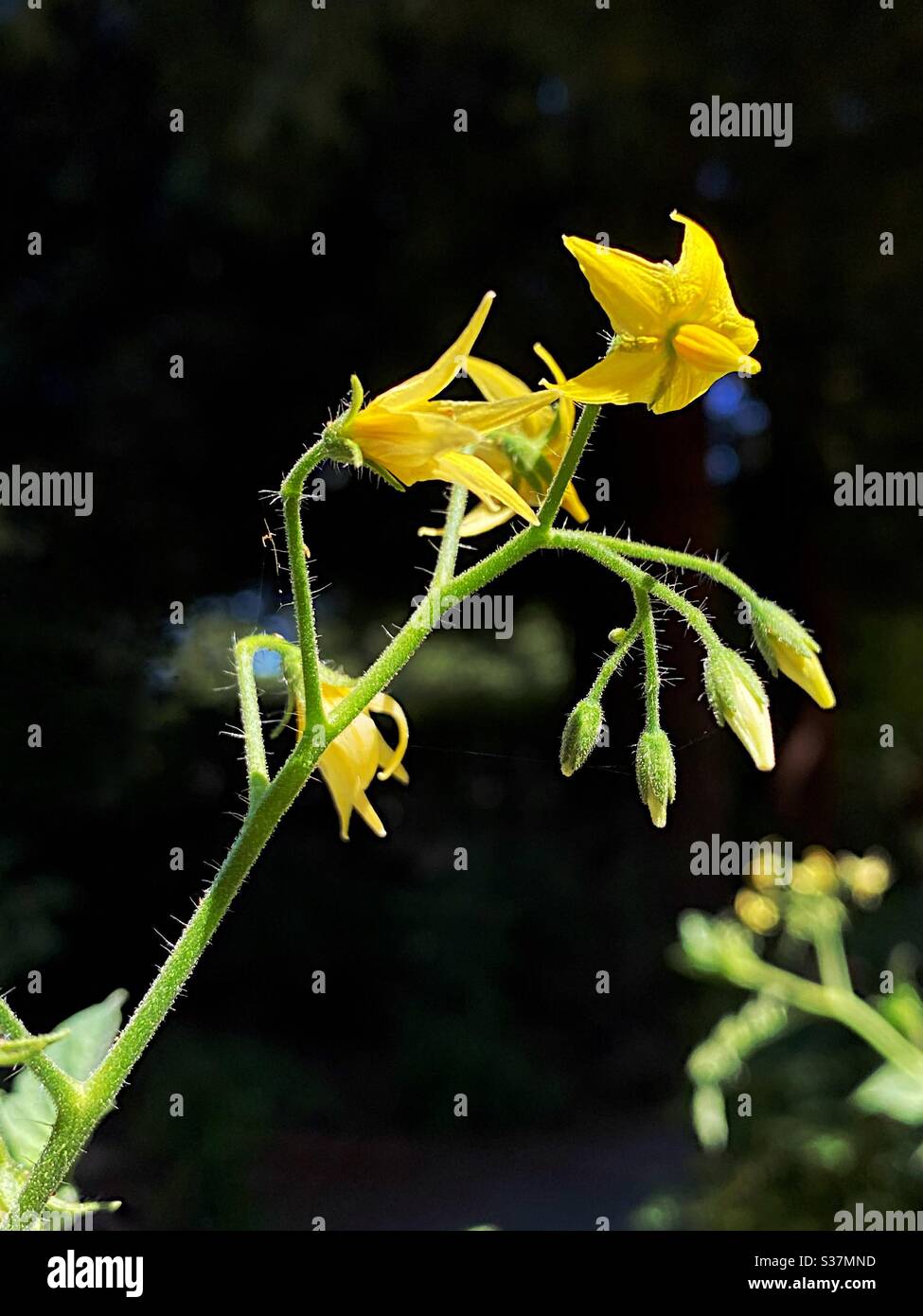 Tomato buds hi-res stock photography and images - Alamy