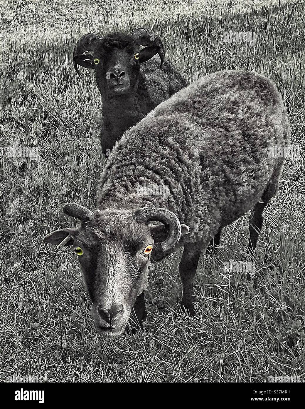Two sheep with curly horns stare intensely at the camera Stock Photo ...