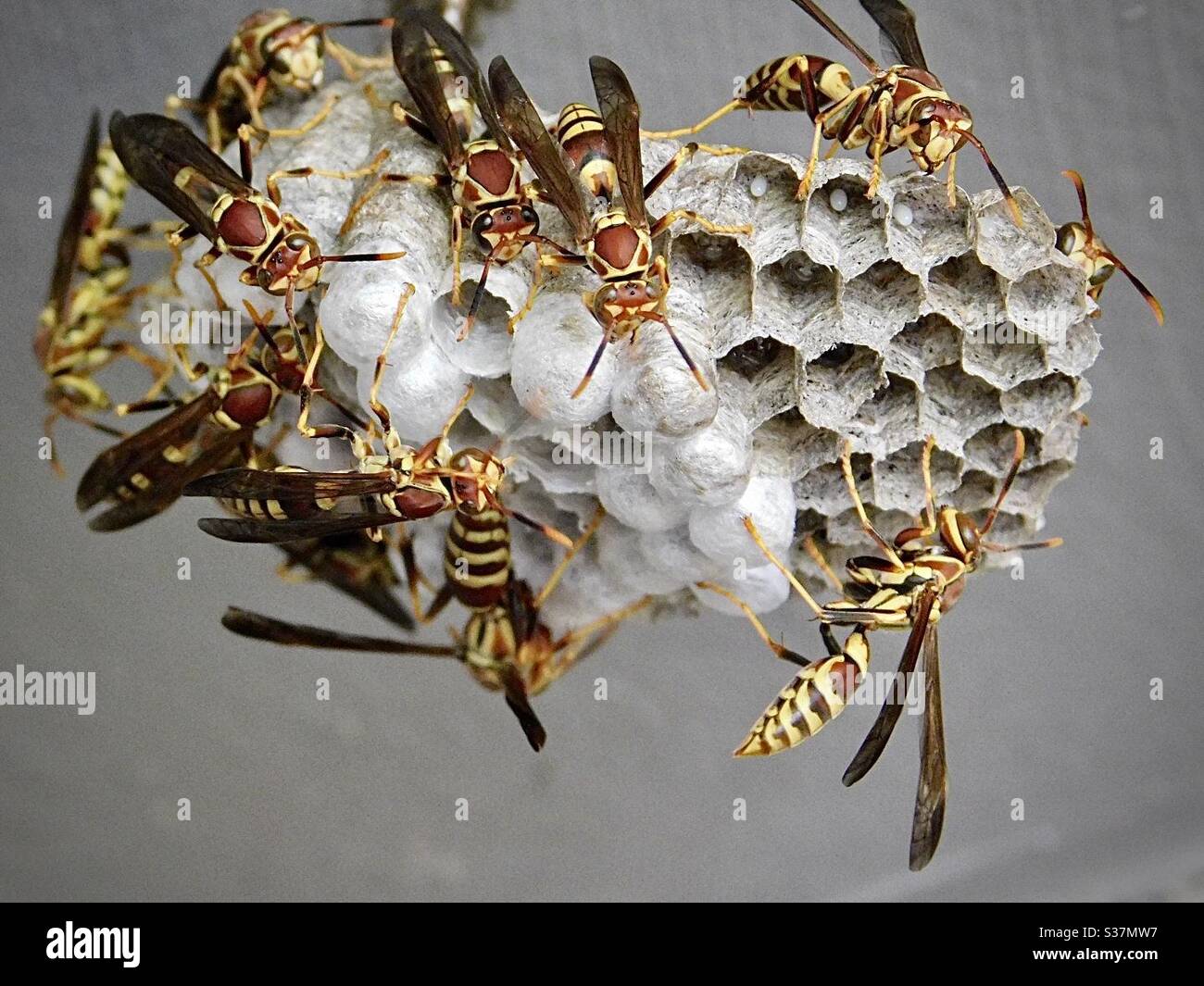 Wasp babies hi-res stock photography and images - Alamy