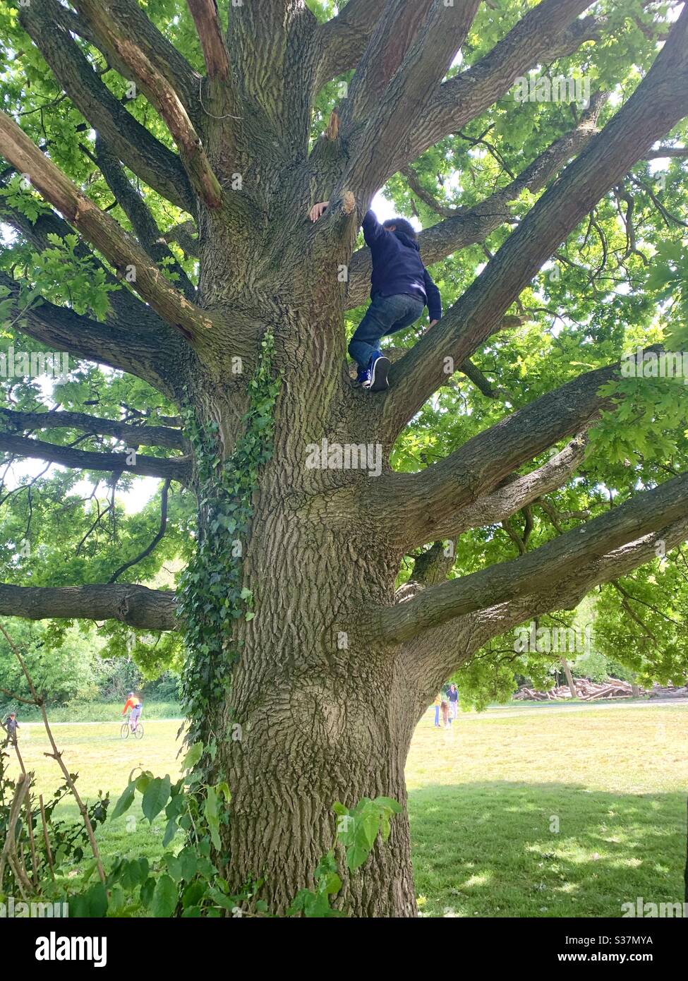 Boy climb tree hi-res stock photography and images - Alamy