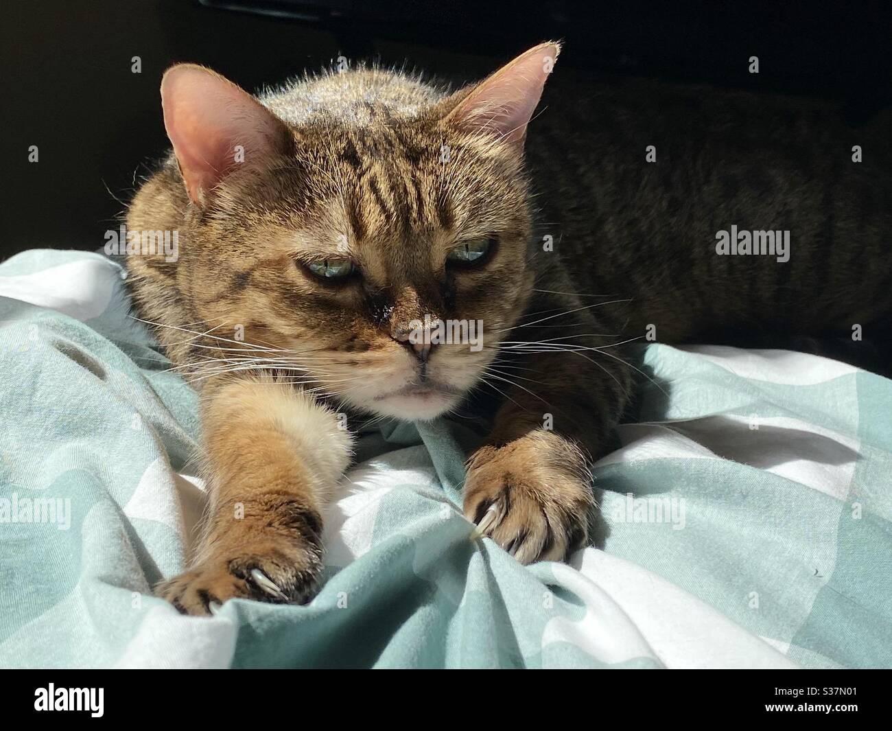 Lazy afternoon hi-res stock photography and images - Alamy