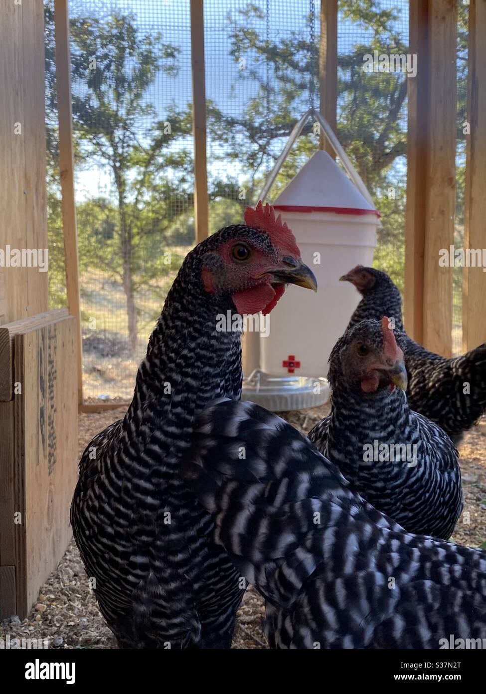 Barred Rock Chickens High Resolution Stock Photography and Images - Alamy