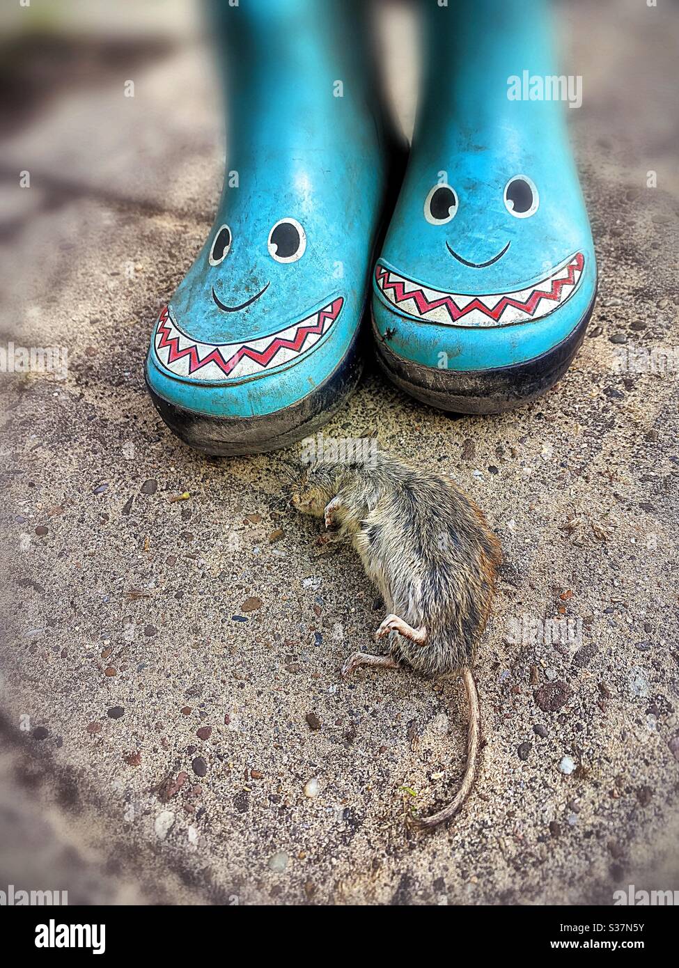 Last homage to the dead mouse Stock Photo - Alamy