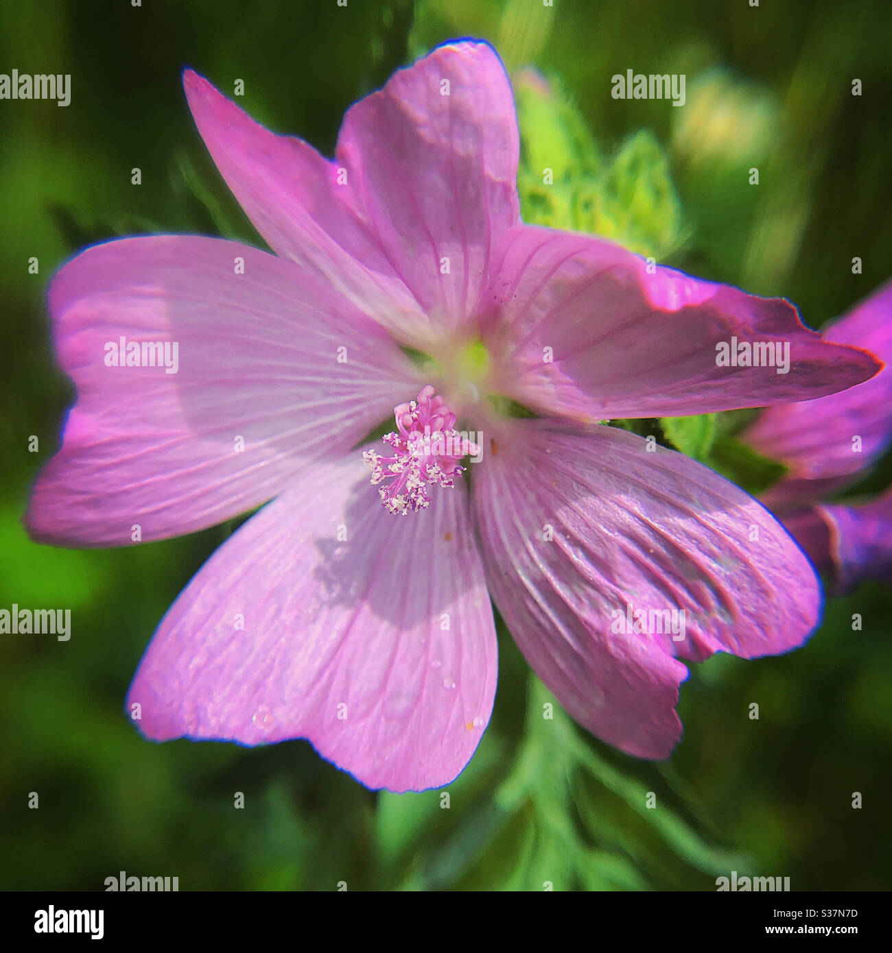 Pennsylvania wildflower hi-res stock photography and images - Alamy