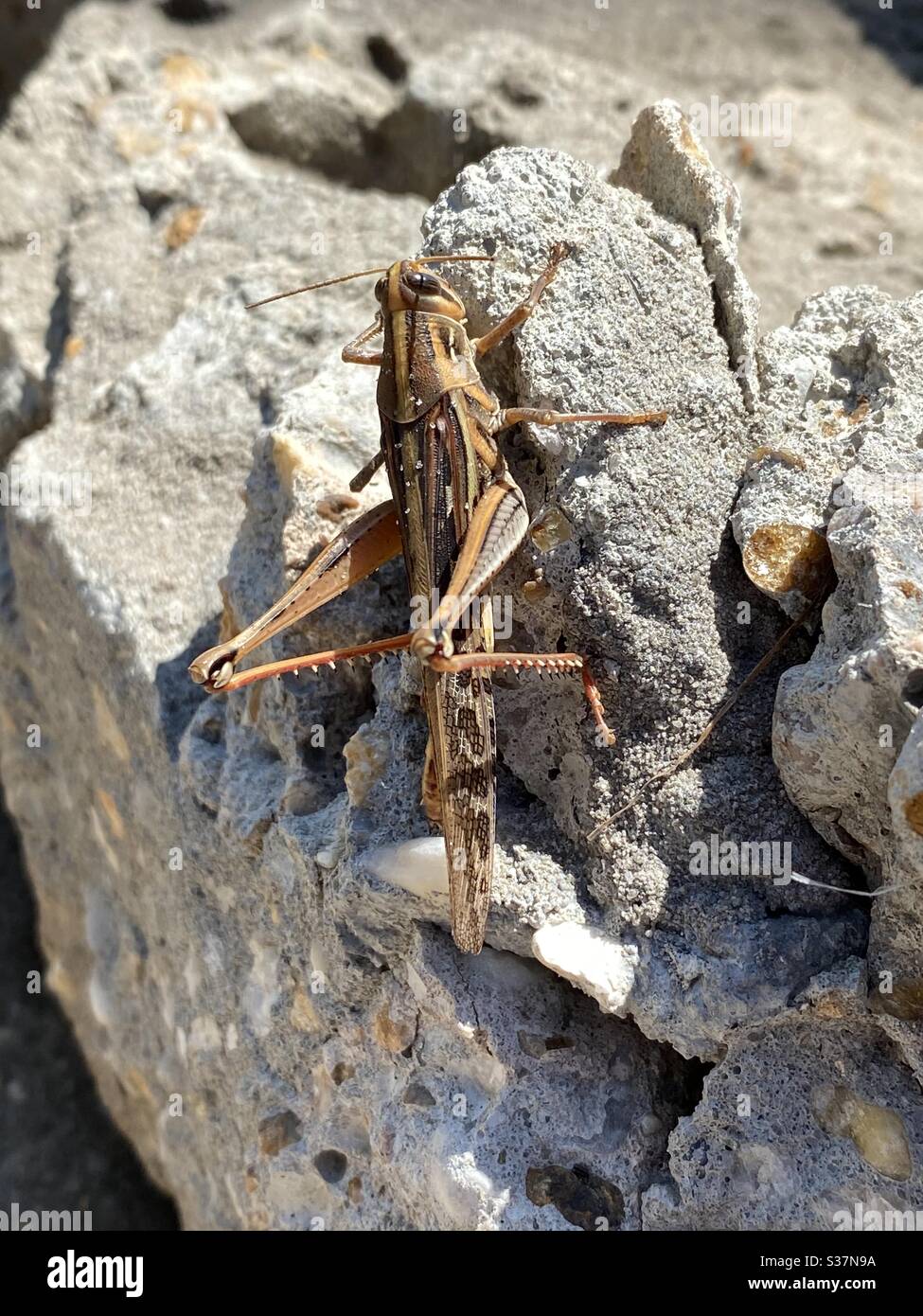 Grasshopper on rock hi-res stock photography and images - Alamy