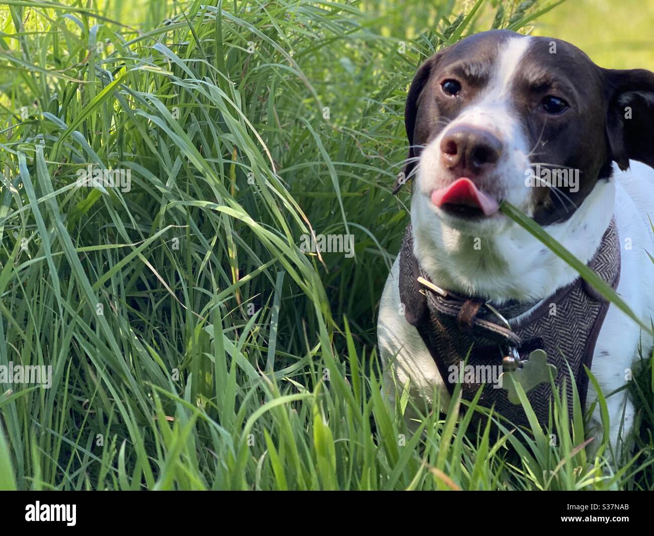 Blowing raspberries hi-res stock photography and images - Alamy