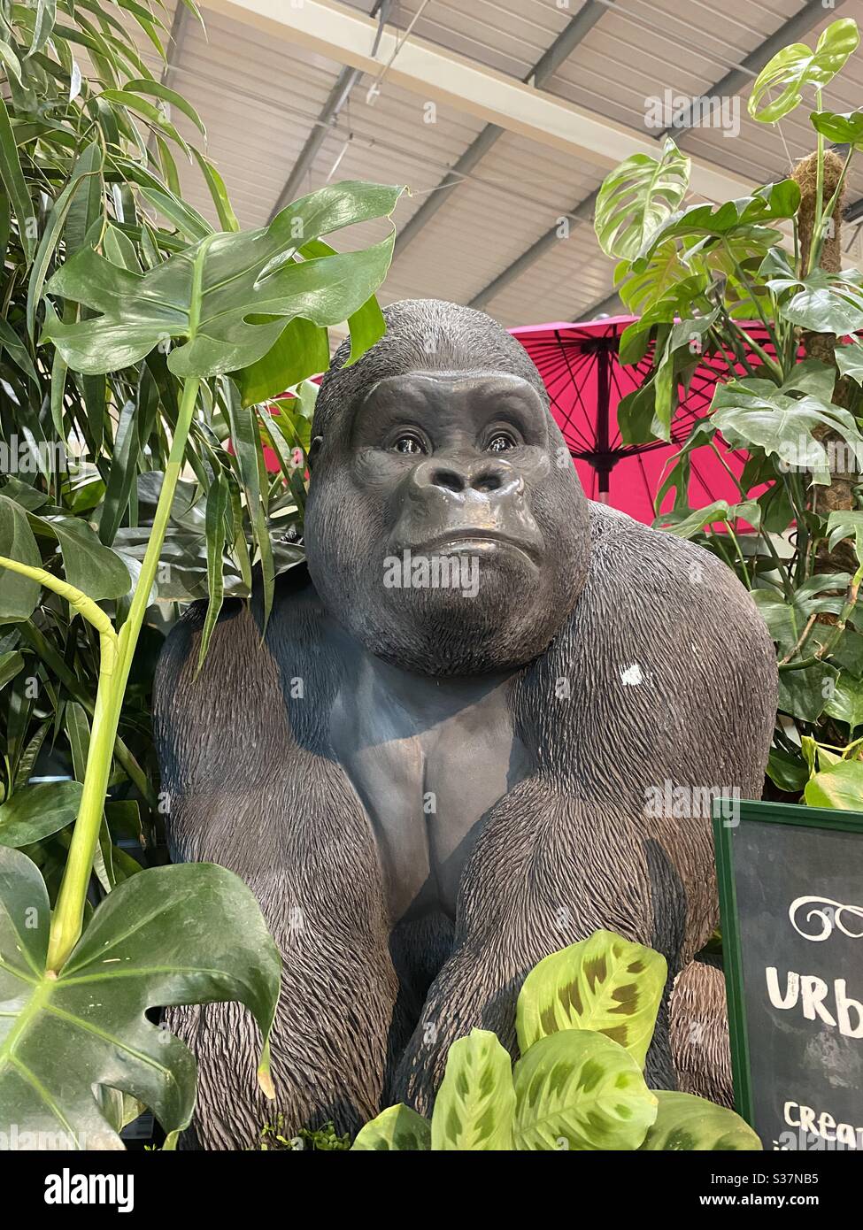 Serious gorilla hi-res stock photography and images - Alamy