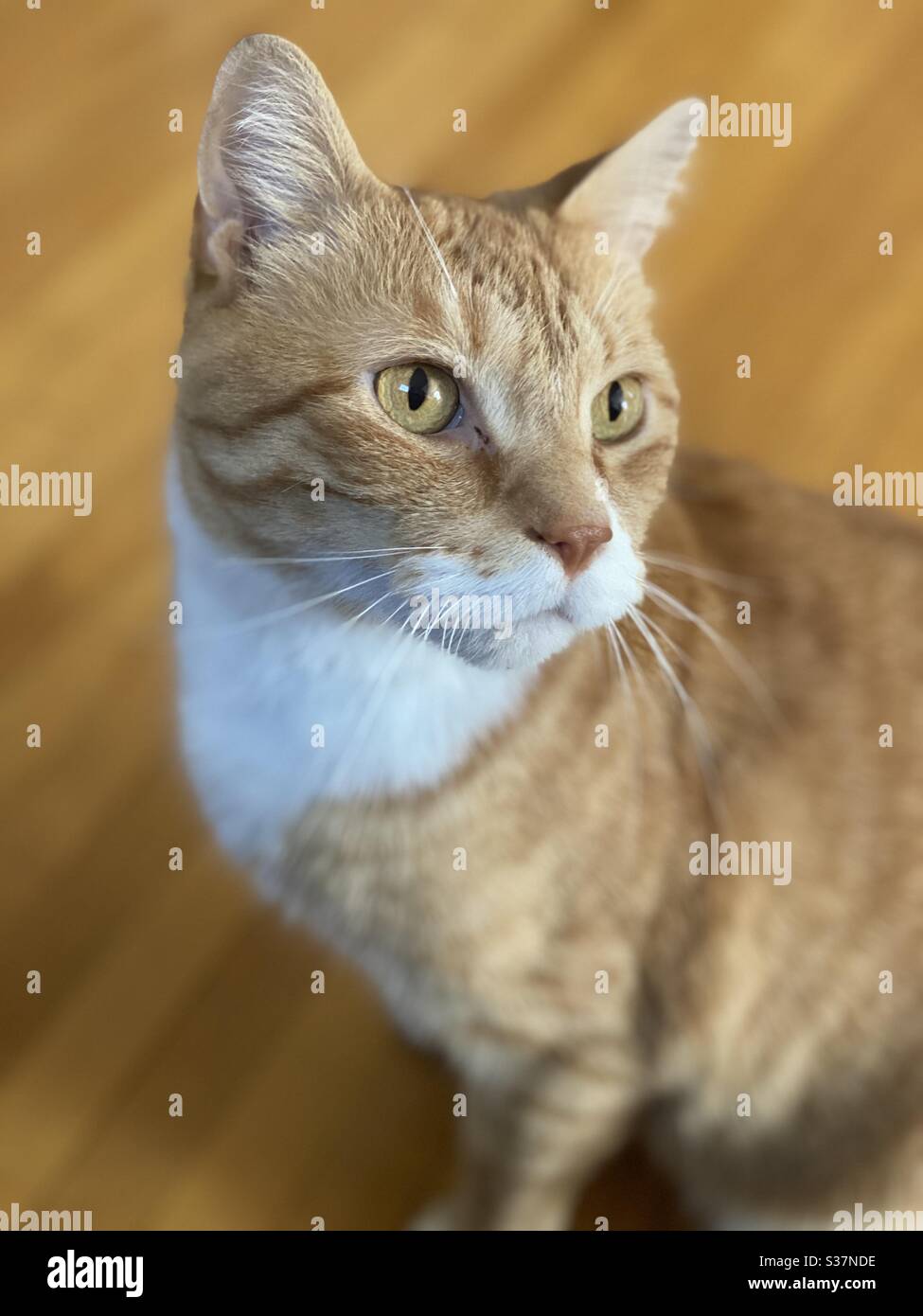 Tabby tiger cat hi-res stock photography and images - Alamy