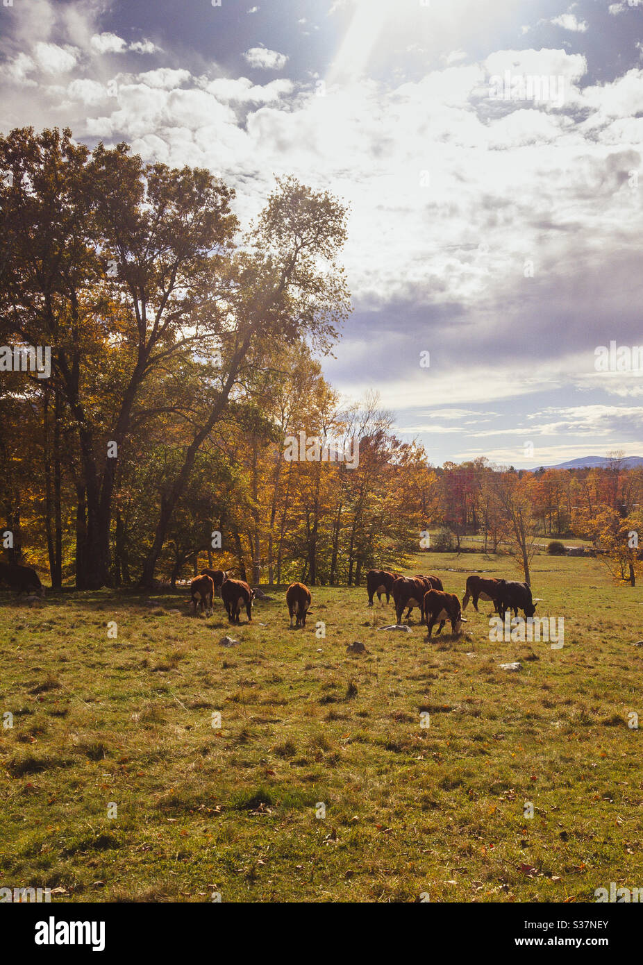 Vermont cows in field hi-res stock photography and images - Alamy