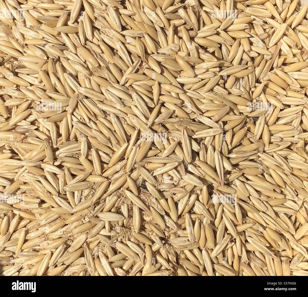 Golden Oats High Resolution Stock Photography and Images - Alamy