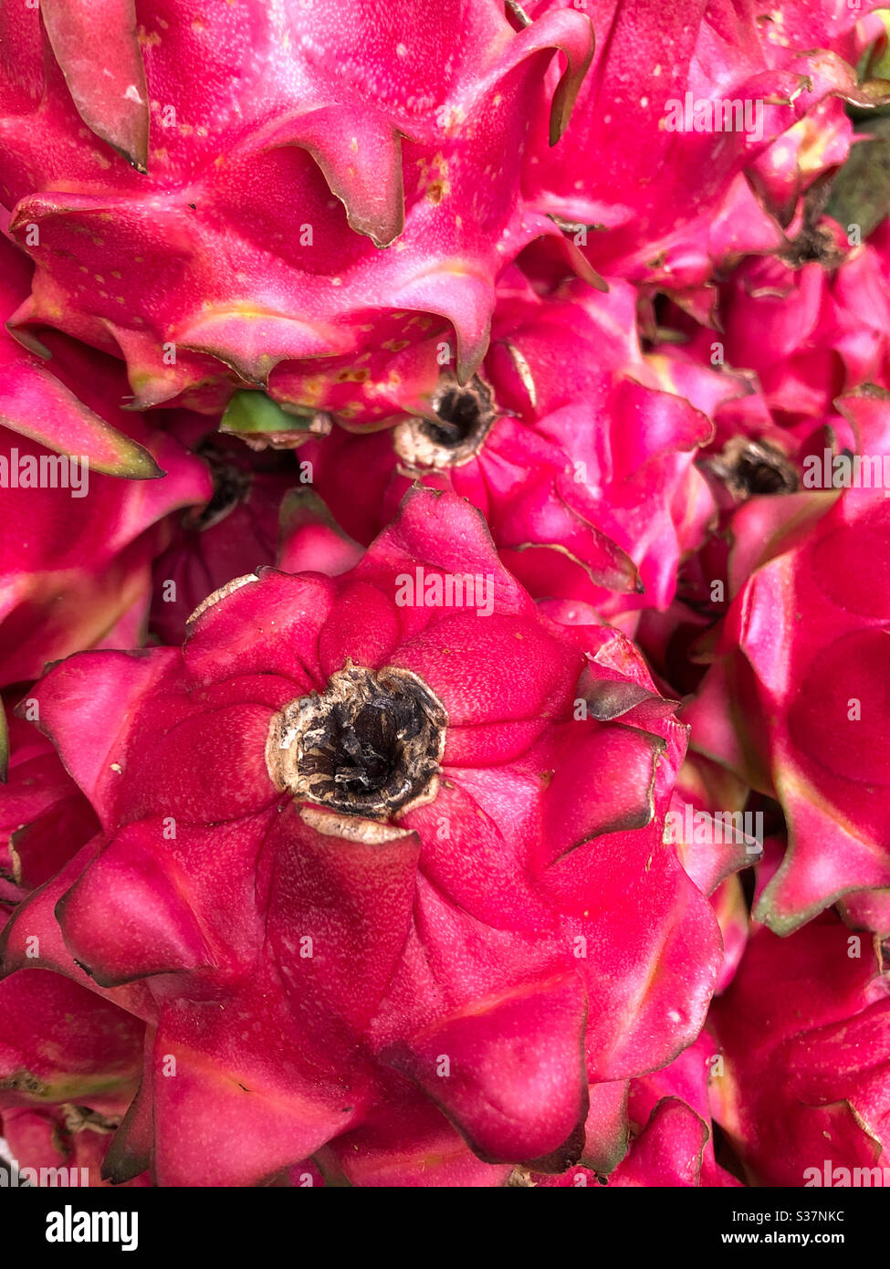 Dragon Fruit Close Up Stock Photo - Alamy