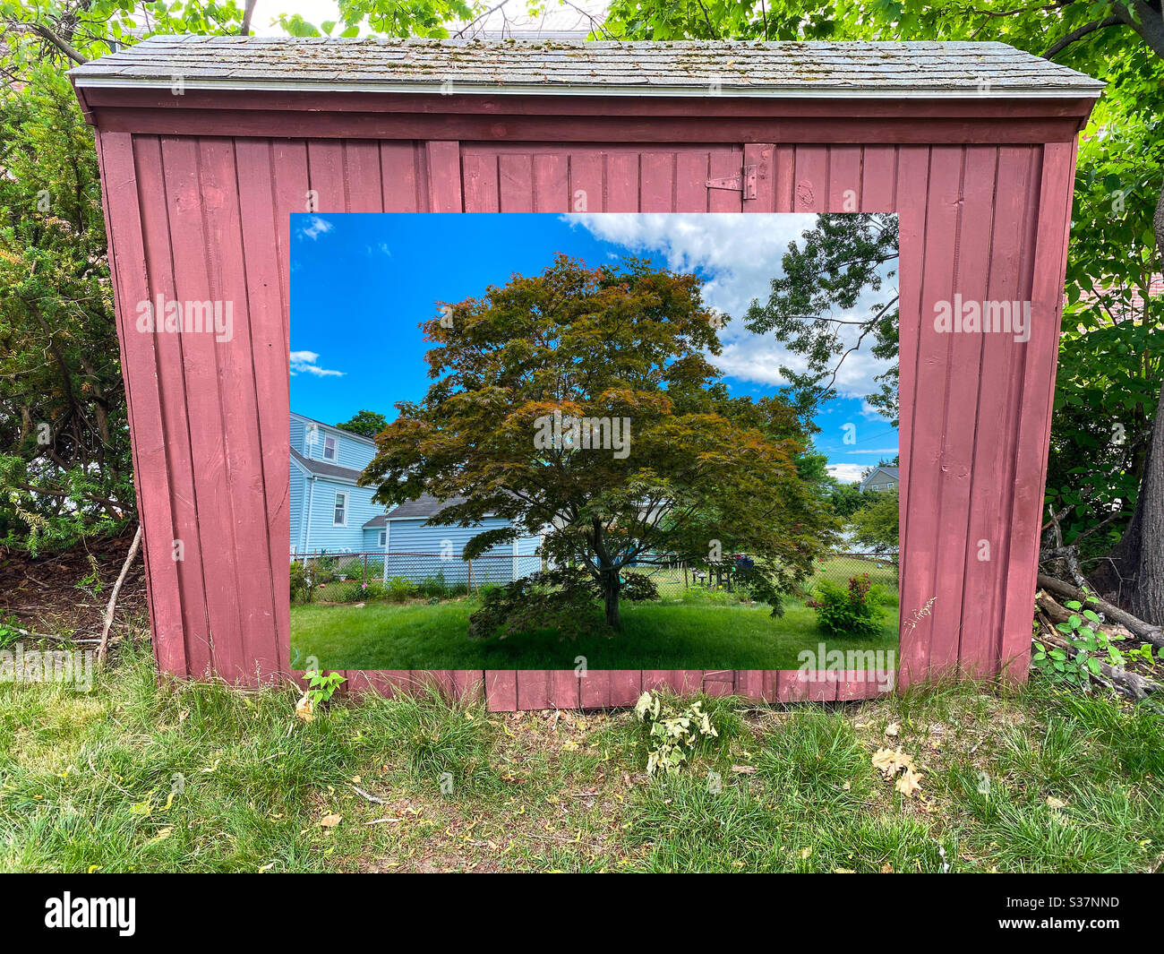 Altered tree hi-res stock photography and images - Alamy