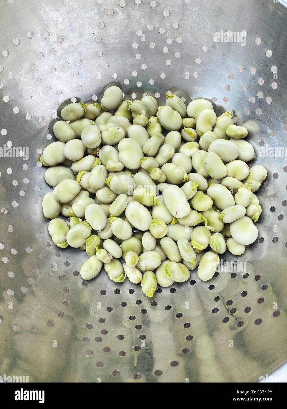 Broad beans in a colander full frame, metallic, texture, flatlay ...