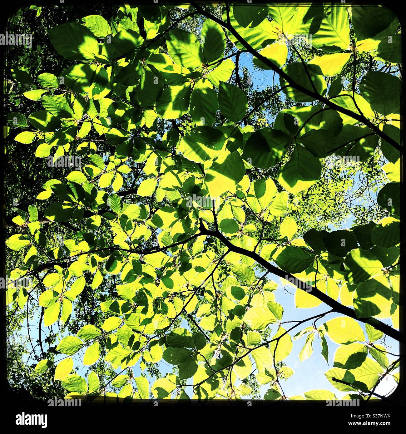 Sunlight through leaves hi-res stock photography and images - Alamy