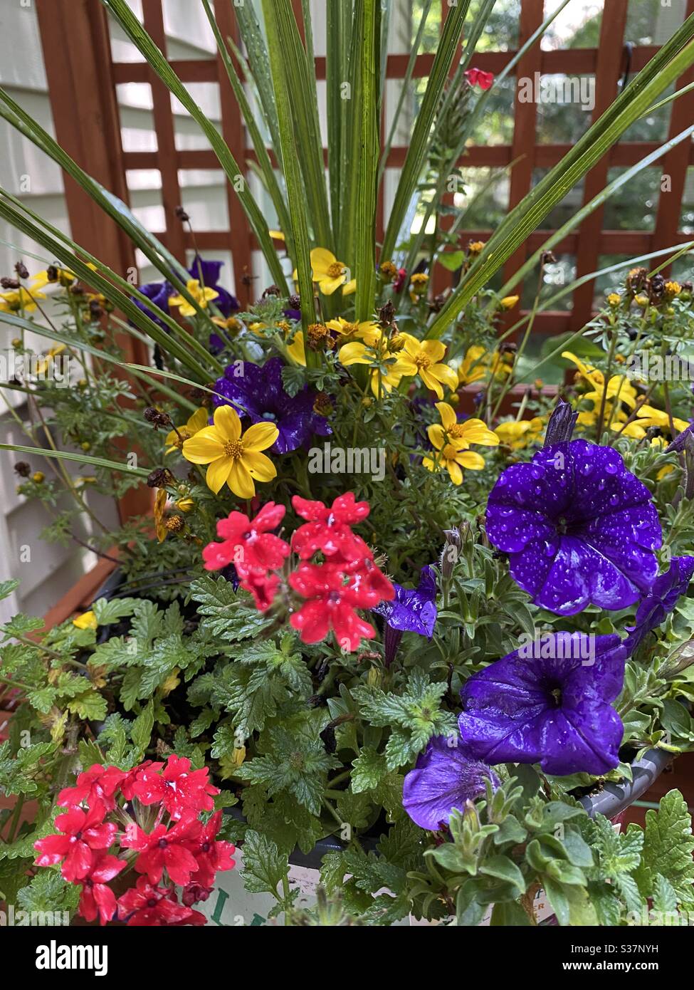 Colorful flower with greenery hi-res stock photography and images - Alamy