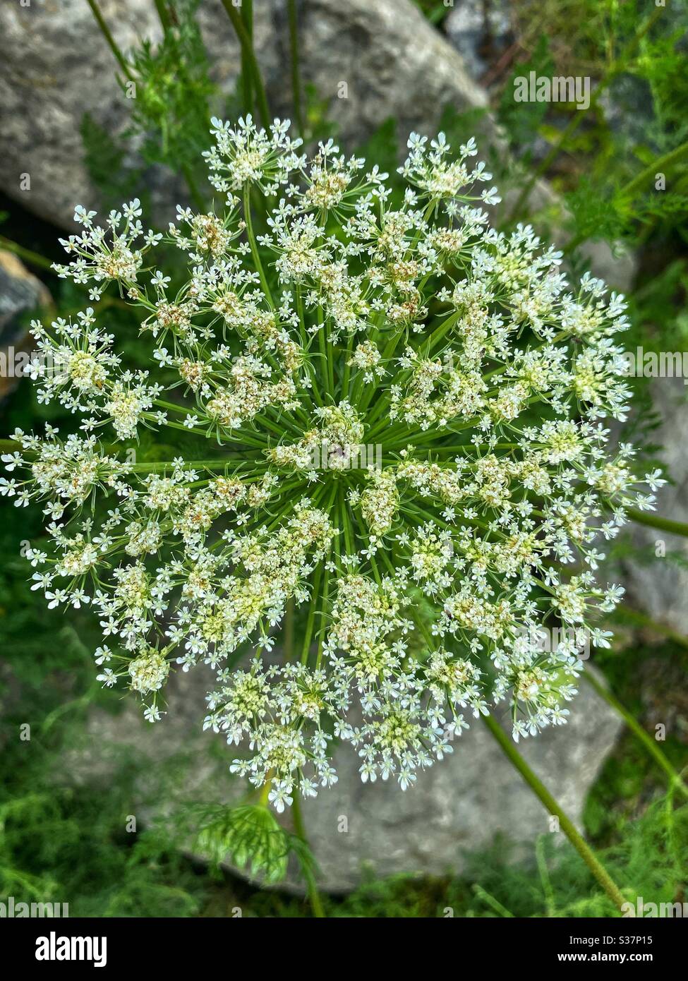 Queen anns lace hi-res stock photography and images - Alamy