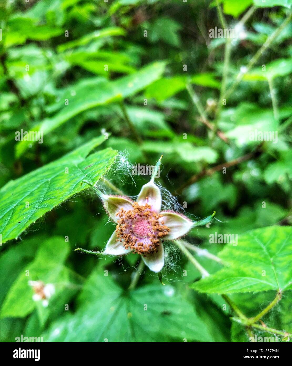 Delicate ecosystem hi-res stock photography and images - Alamy