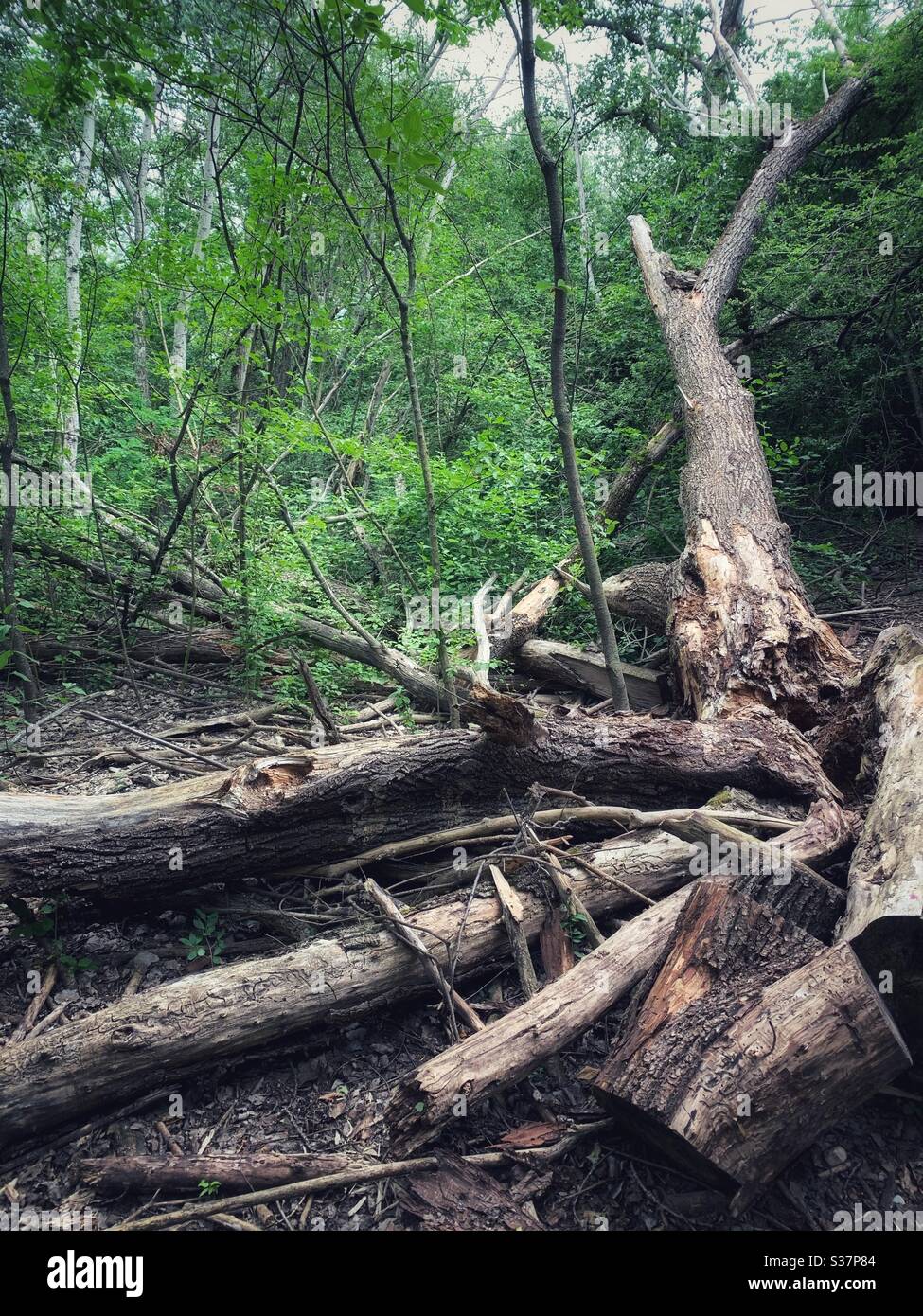 Tree root failure hi-res stock photography and images - Alamy
