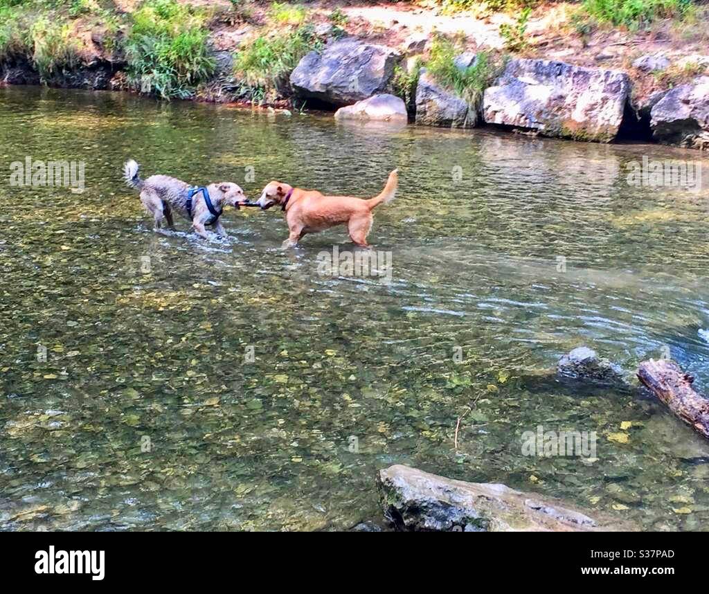 Dogs with stick hi-res stock photography and images - Alamy
