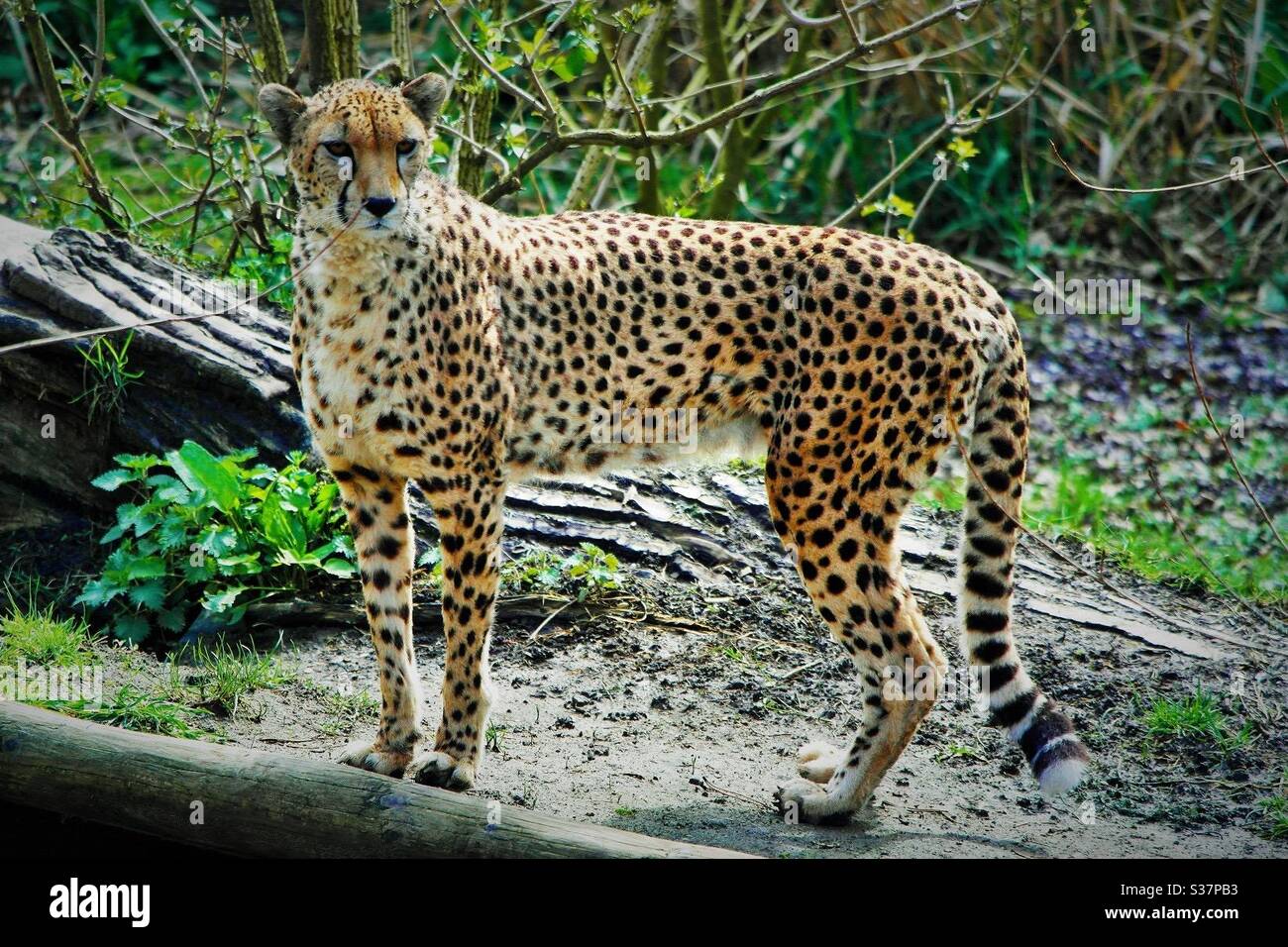 Cheetah at Chester Zoo Stock Photo - Alamy