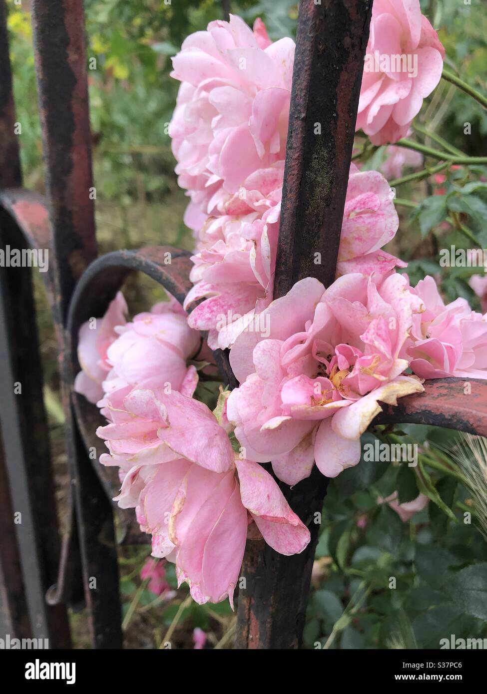 Flower gate hi-res stock photography and images - Alamy