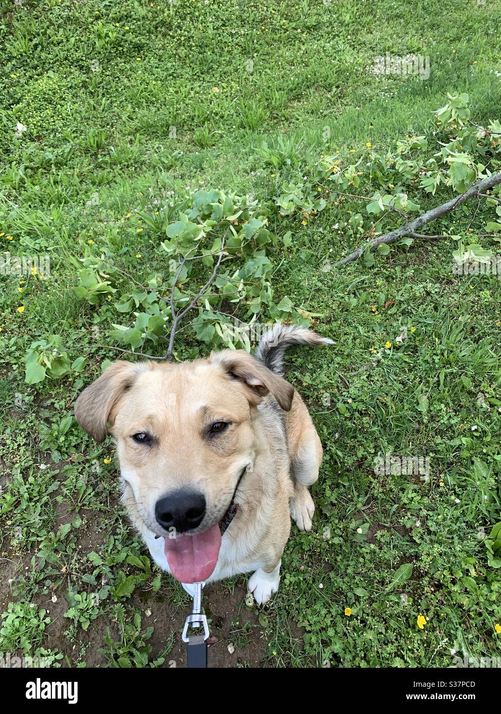 Pink dog tongue hi-res stock photography and images - Alamy