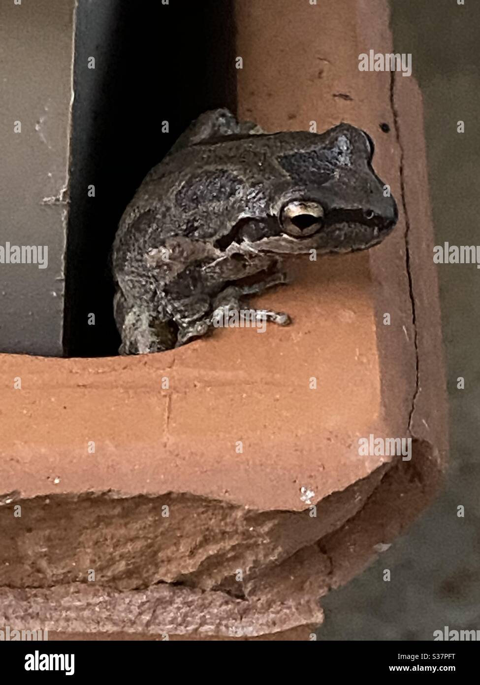 Climbing frogs hi-res stock photography and images - Alamy