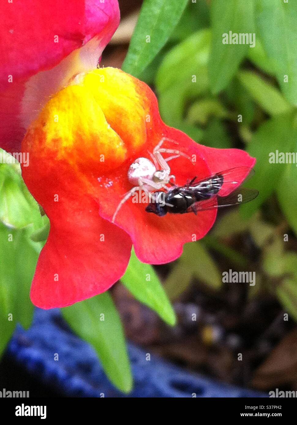 Capturing insects hi-res stock photography and images - Alamy