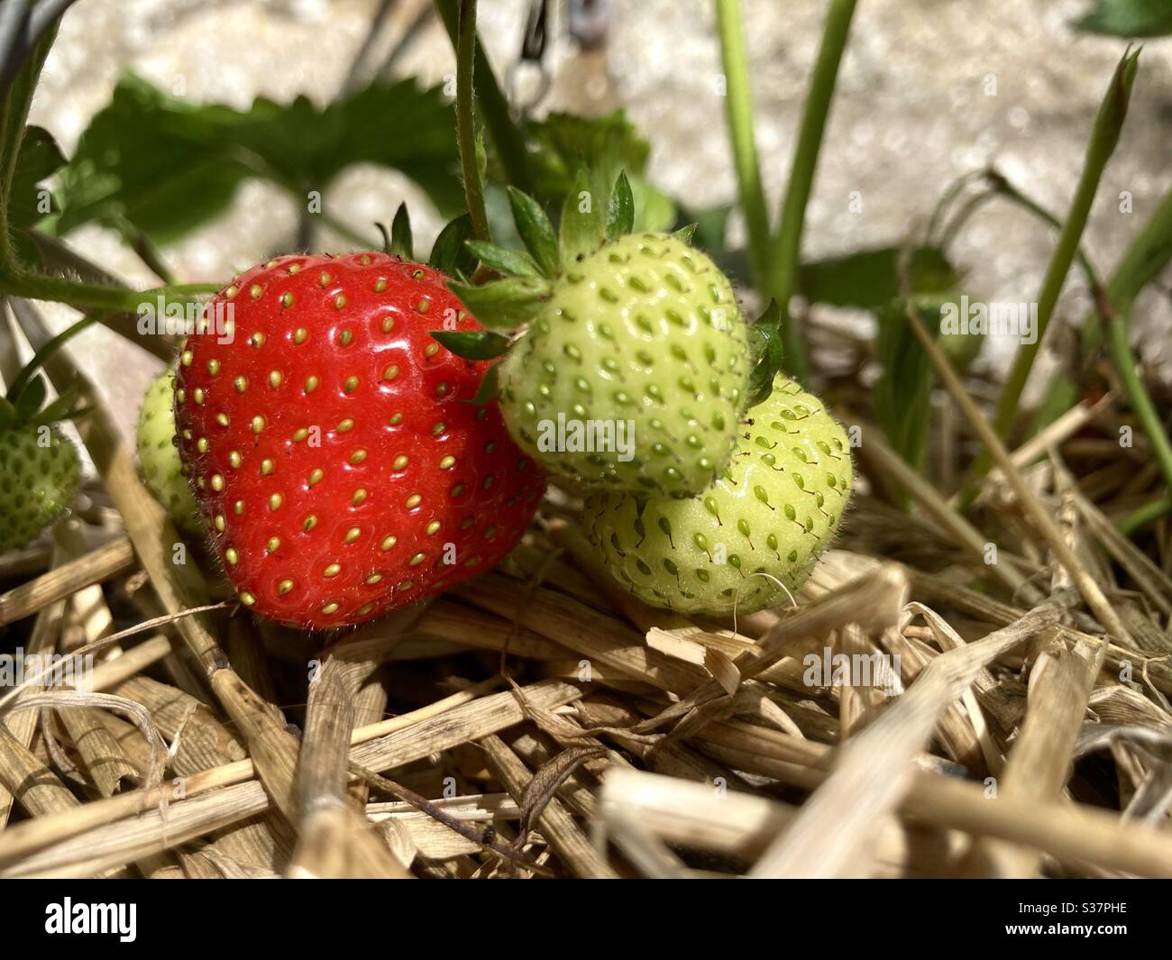 First strawberry hi-res stock photography and images - Alamy