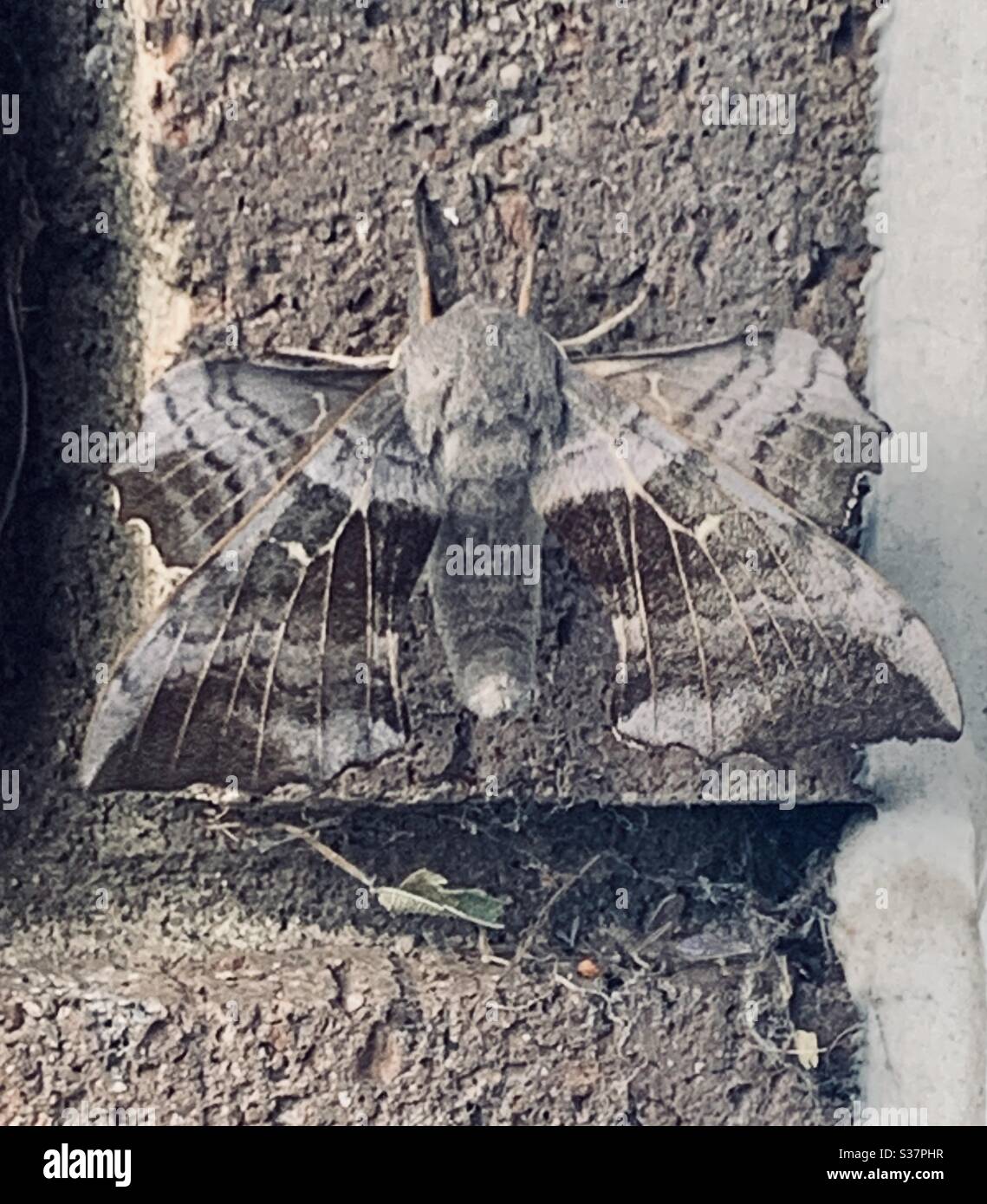 Ukmoths hi-res stock photography and images - Alamy