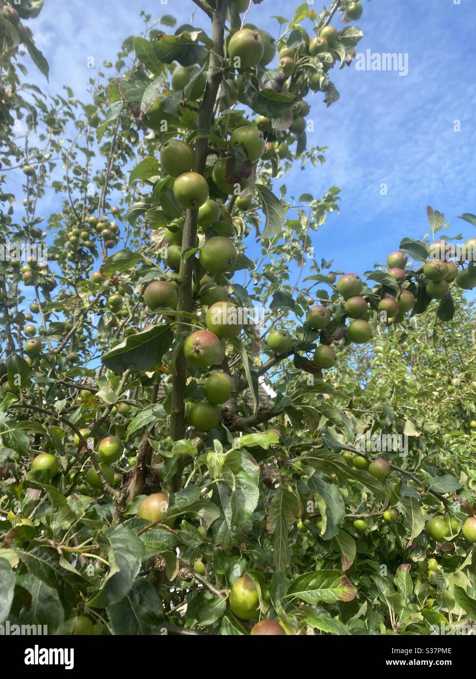 Cordon apples hi-res stock photography and images - Alamy