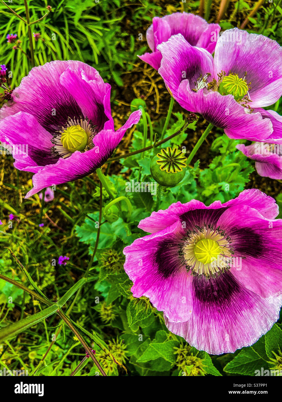 Purple wild flowers hi-res stock photography and images - Alamy