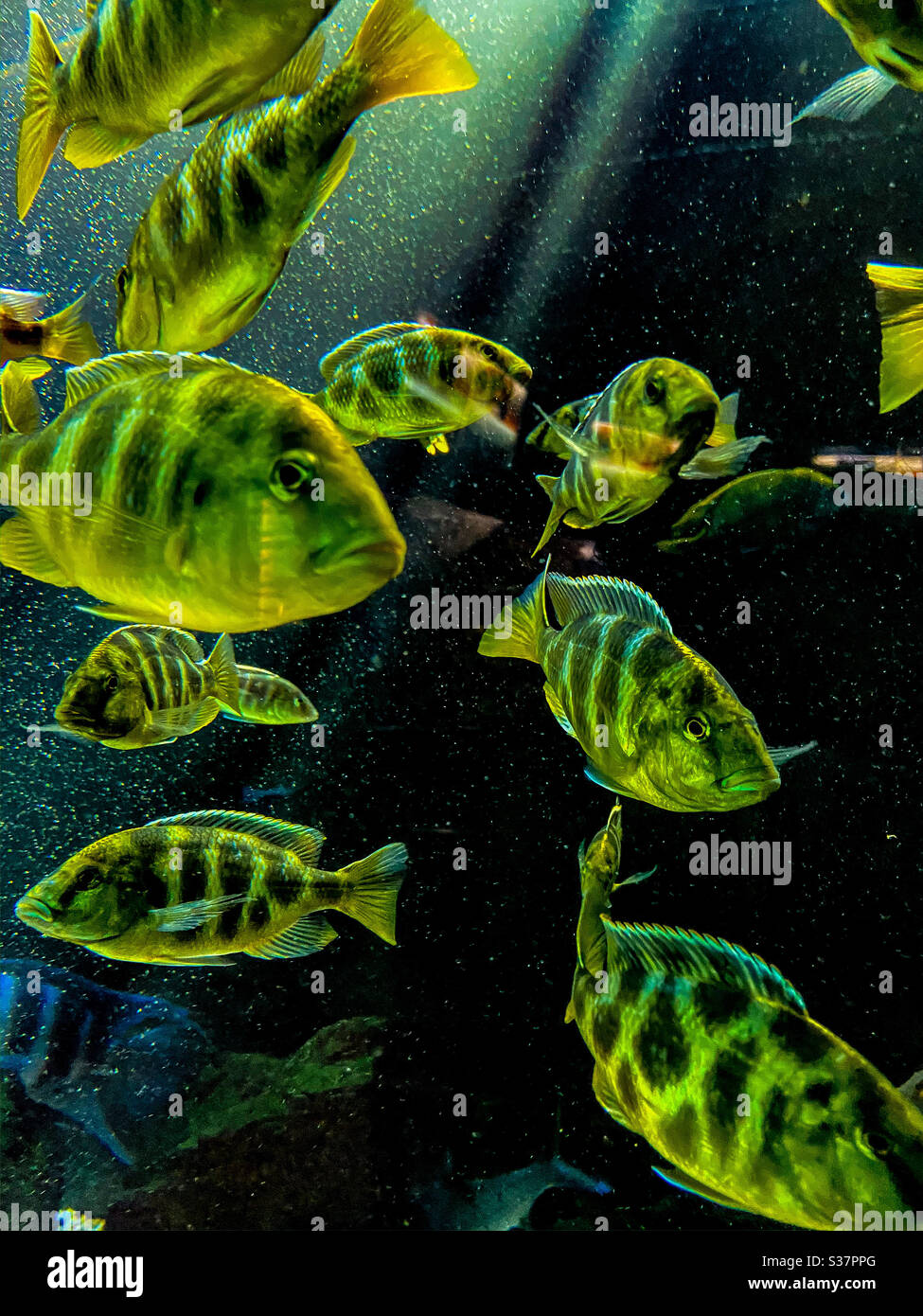 Fish sun hi-res stock photography and images - Alamy