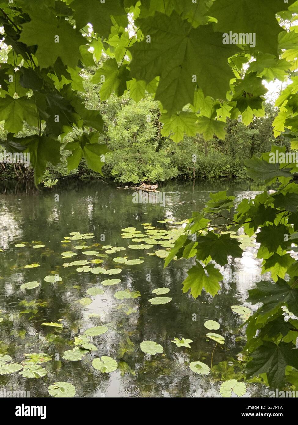 Sitting ducks hi-res stock photography and images - Alamy