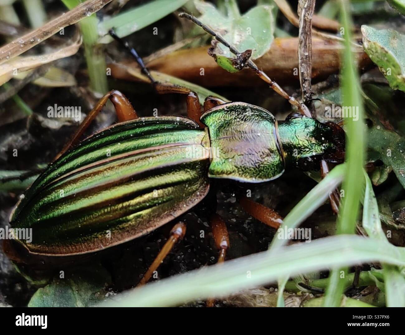 Chafer Bug High Resolution Stock Photography and Images - Alamy